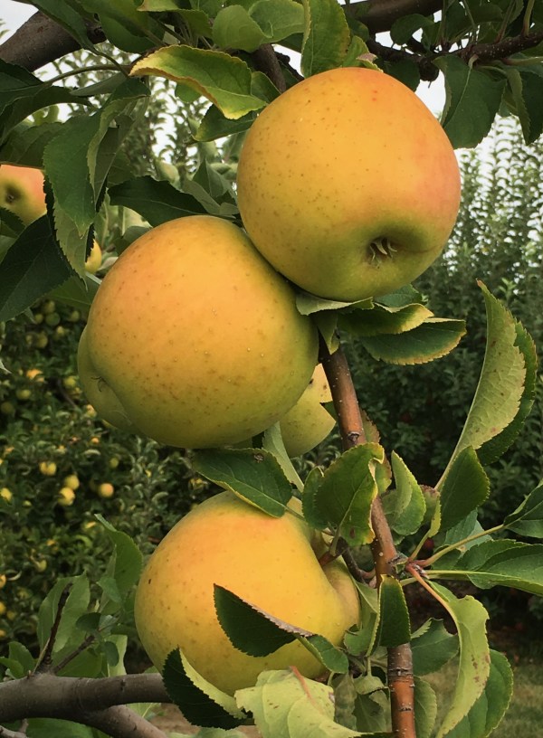 Gallery – Liberty Apple Orchard