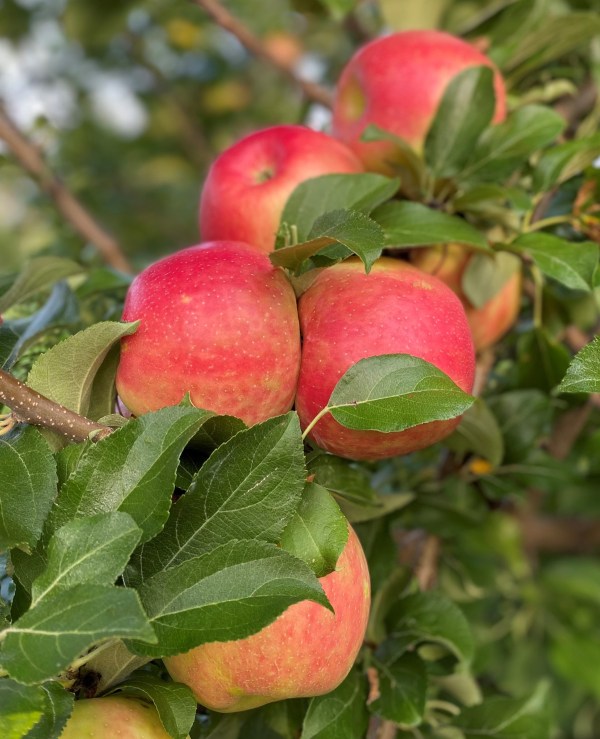 Gallery – Liberty Apple Orchard