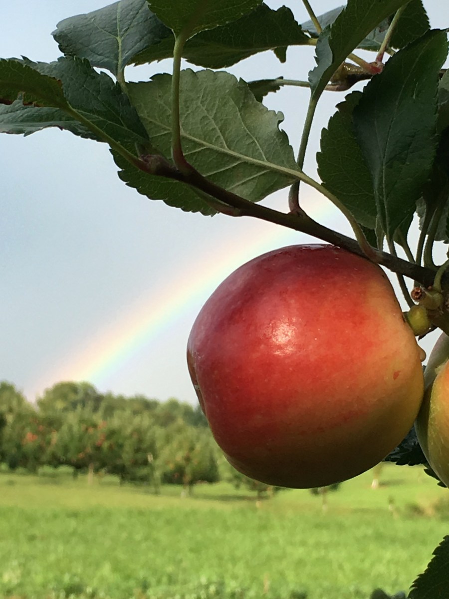 Gallery – Liberty Apple Orchard