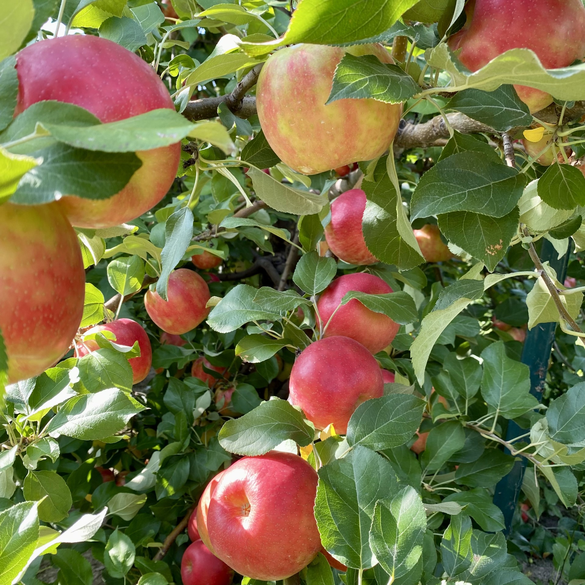 News & Updates – Liberty Apple Orchard
